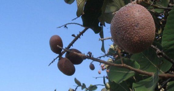 Le pommier de Cayor, un miracle de la nature africaine - Le Sénégal à l ...