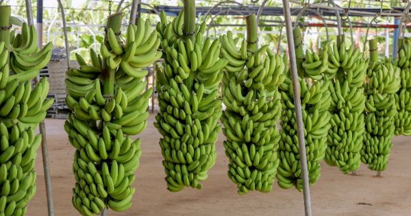Les perspectives prometteuses de la banane « Made in Sénégal » - Le ...