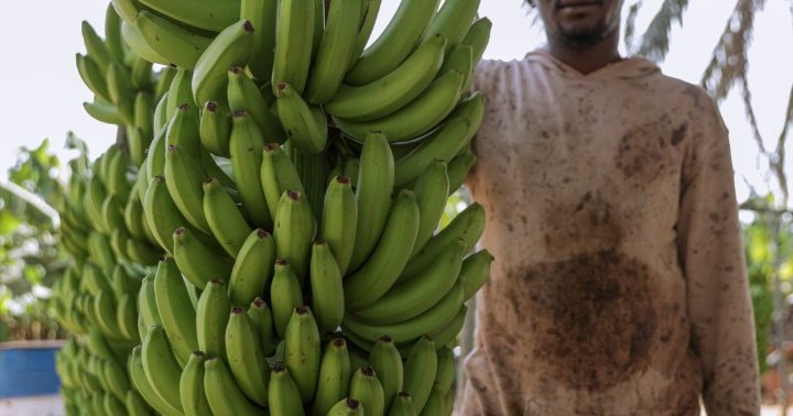 Les perspectives prometteuses de la banane « Made in Sénégal » - Le ...