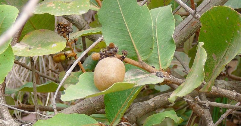 Le pommier de Cayor, un miracle de la nature africaine - Le Sénégal à l ...